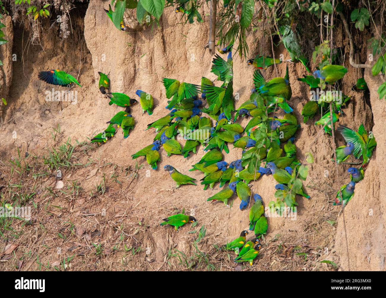 Blue-headed Parrots (Pionus menstruus) at a clay-lick in Manu national ...