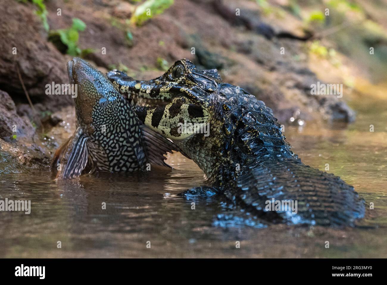 A jacare caiman, Caiman yacare, feeding. Pantanal, Mato Grosso, Brazil ...