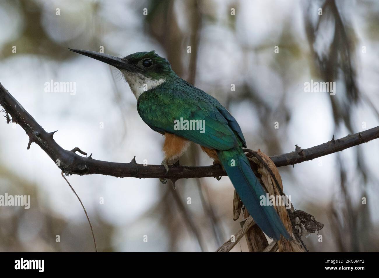 A rufous-tailed jacamar, Galbula ruficauda, on a tree branch. Pantanal ...