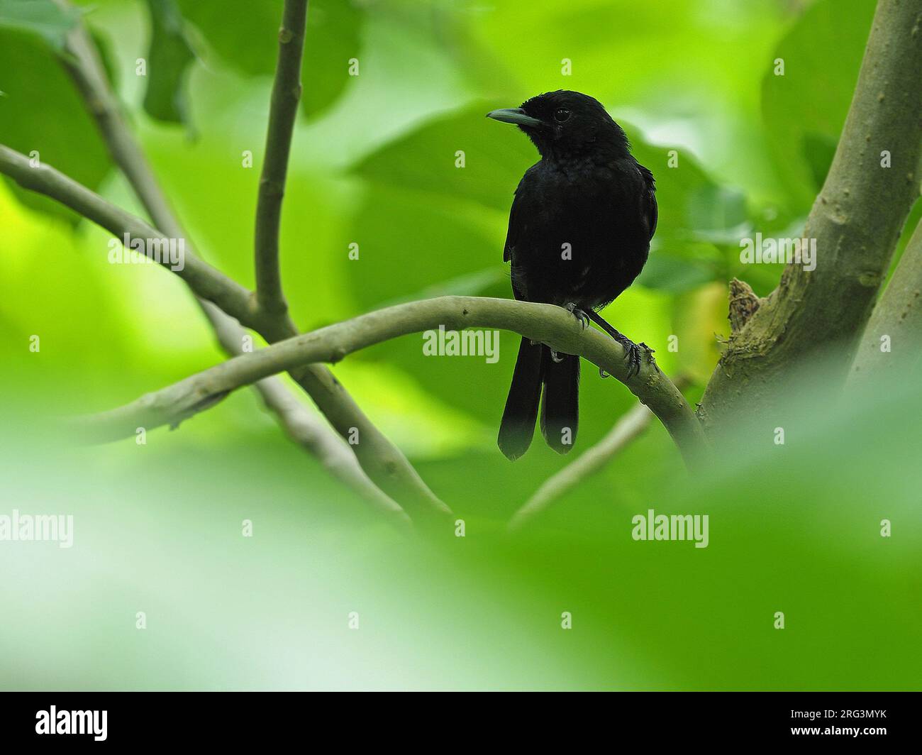 Marquesan monarch hi-res stock photography and images - Alamy