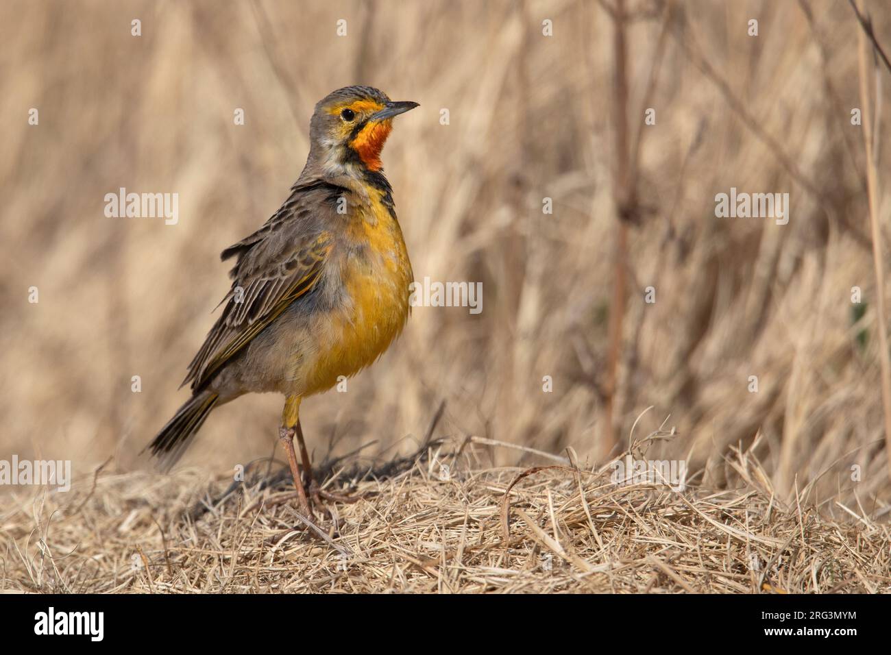 Marievale south africa hi-res stock photography and images - Alamy