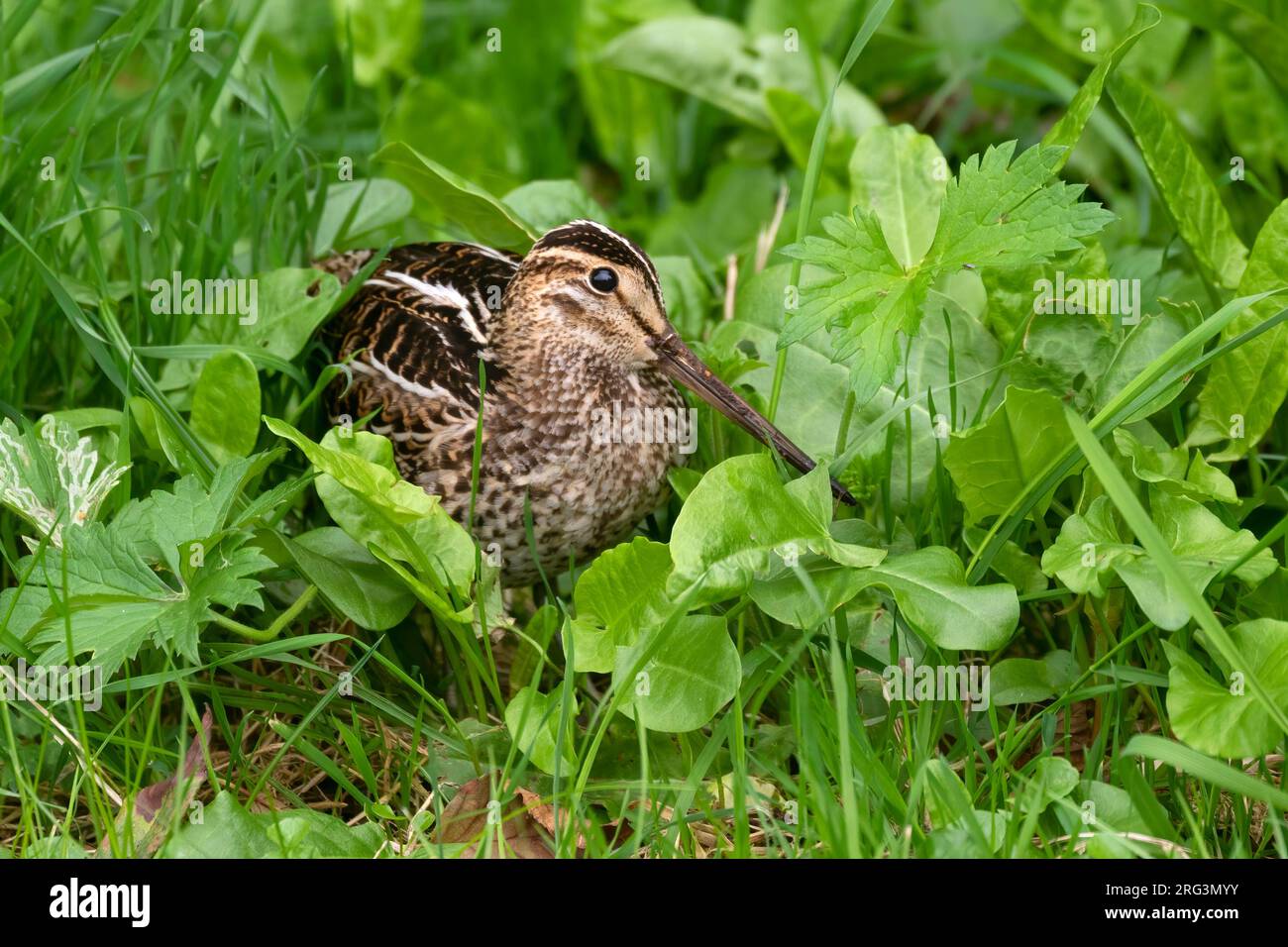 A Great Snipe giving rare close-up views in lush green grass along a ...