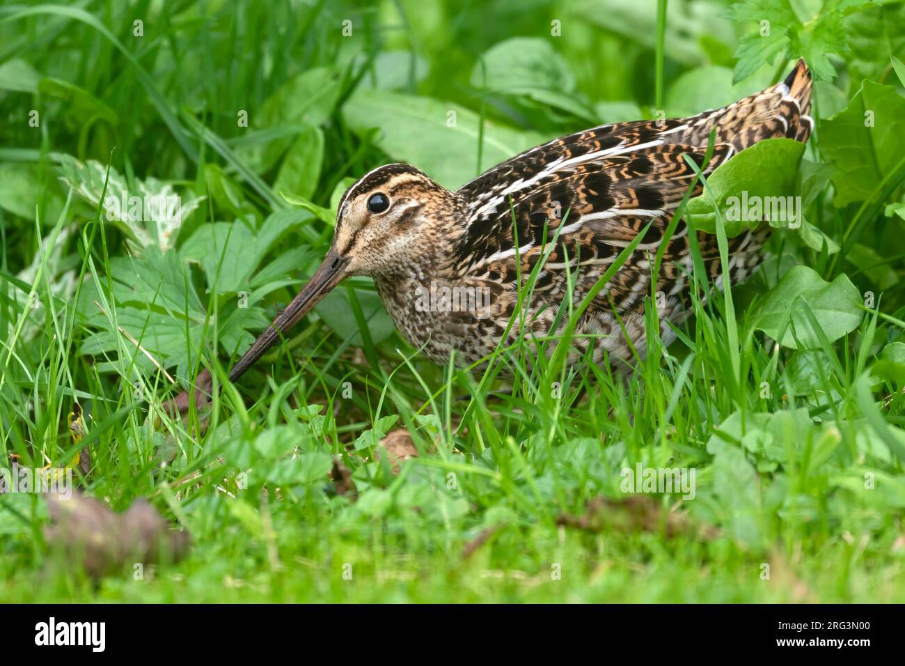 A Great Snipe giving rare close-up views in lush green grass along a ...