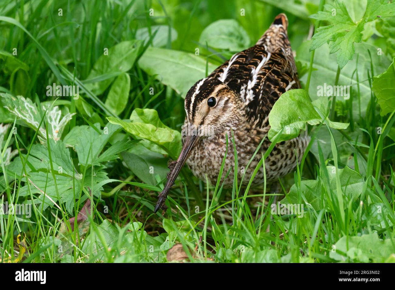 A Great Snipe giving rare close-up views in lush green grass along a ...
