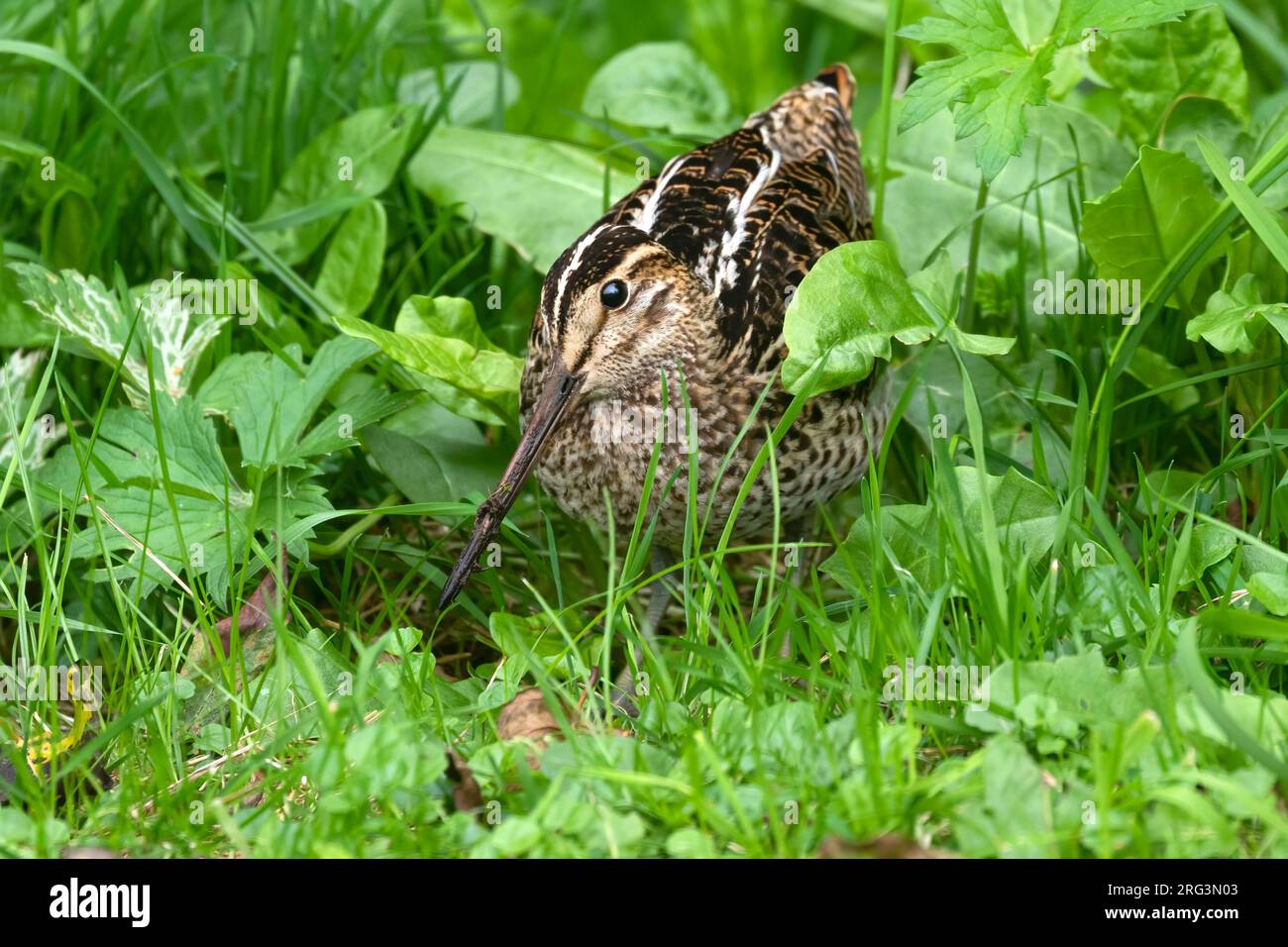 A Great Snipe giving rare close-up views in lush green grass along a ...