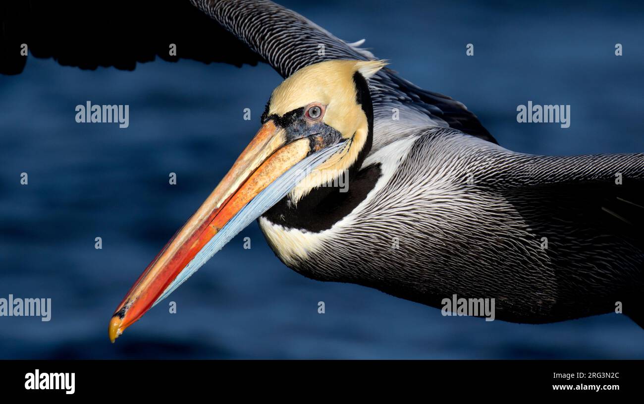 Peruvian Pelican (Pelecanus thagus) adult with Peruvian Boobies (Sula ...