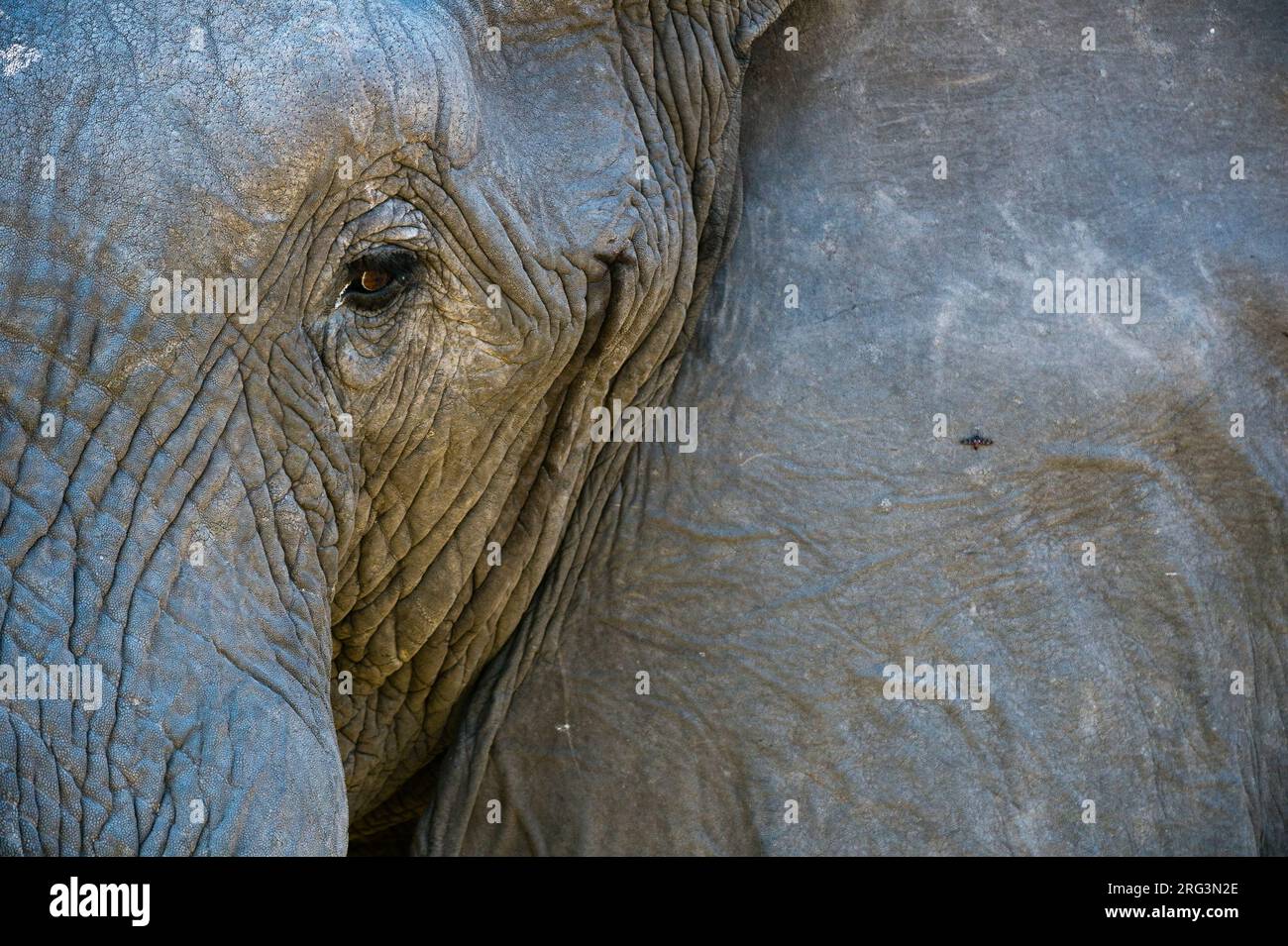 Rear african elephants ear hi-res stock photography and images - Alamy