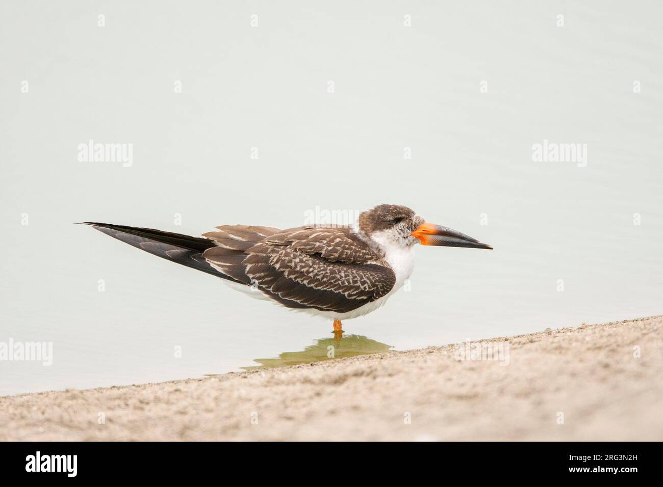 Immature Black skimmer (Rynchops niger) standing in shallow water at a ...
