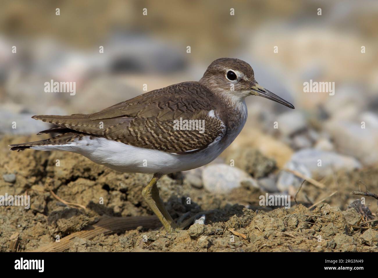 Piro piro piccolo; Common Sandpiper; Actitis hypoleucos Stock Photo - Alamy