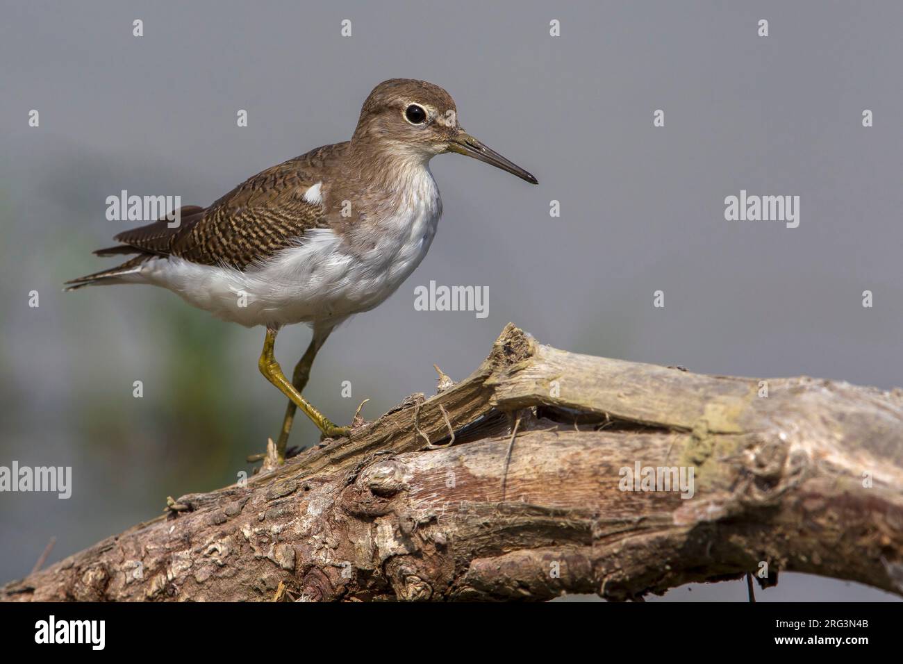 Piro piro piccolo; Common Sandpiper; Actitis hypoleucos Stock Photo - Alamy