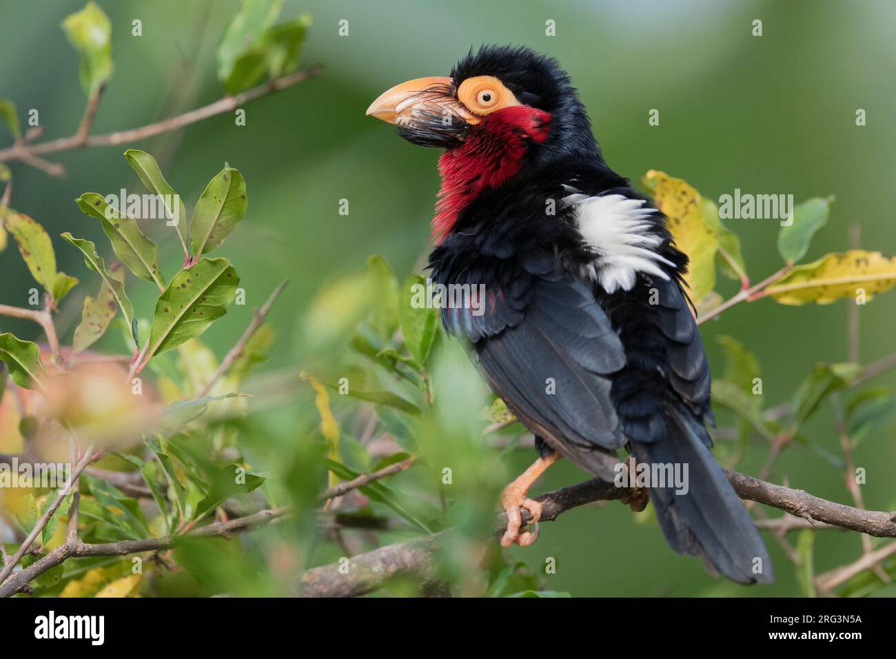 Bearded barbet, Lybius dubius, perched in a tree in the Gambia Stock ...