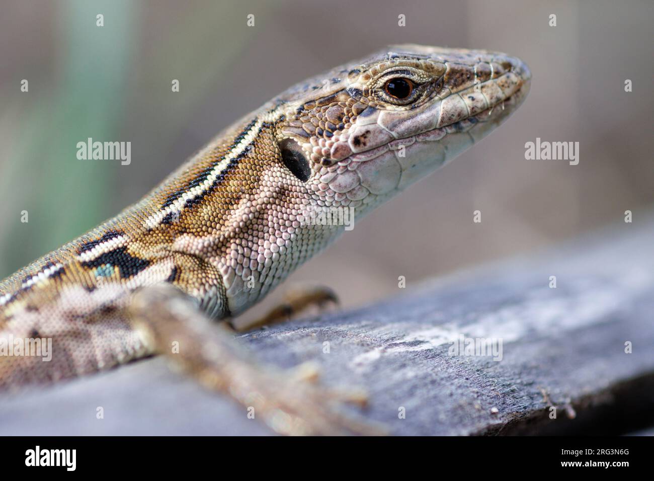 Italian Wall Lizard (Podarcis siculus) taken the 28/09/2022 at ...