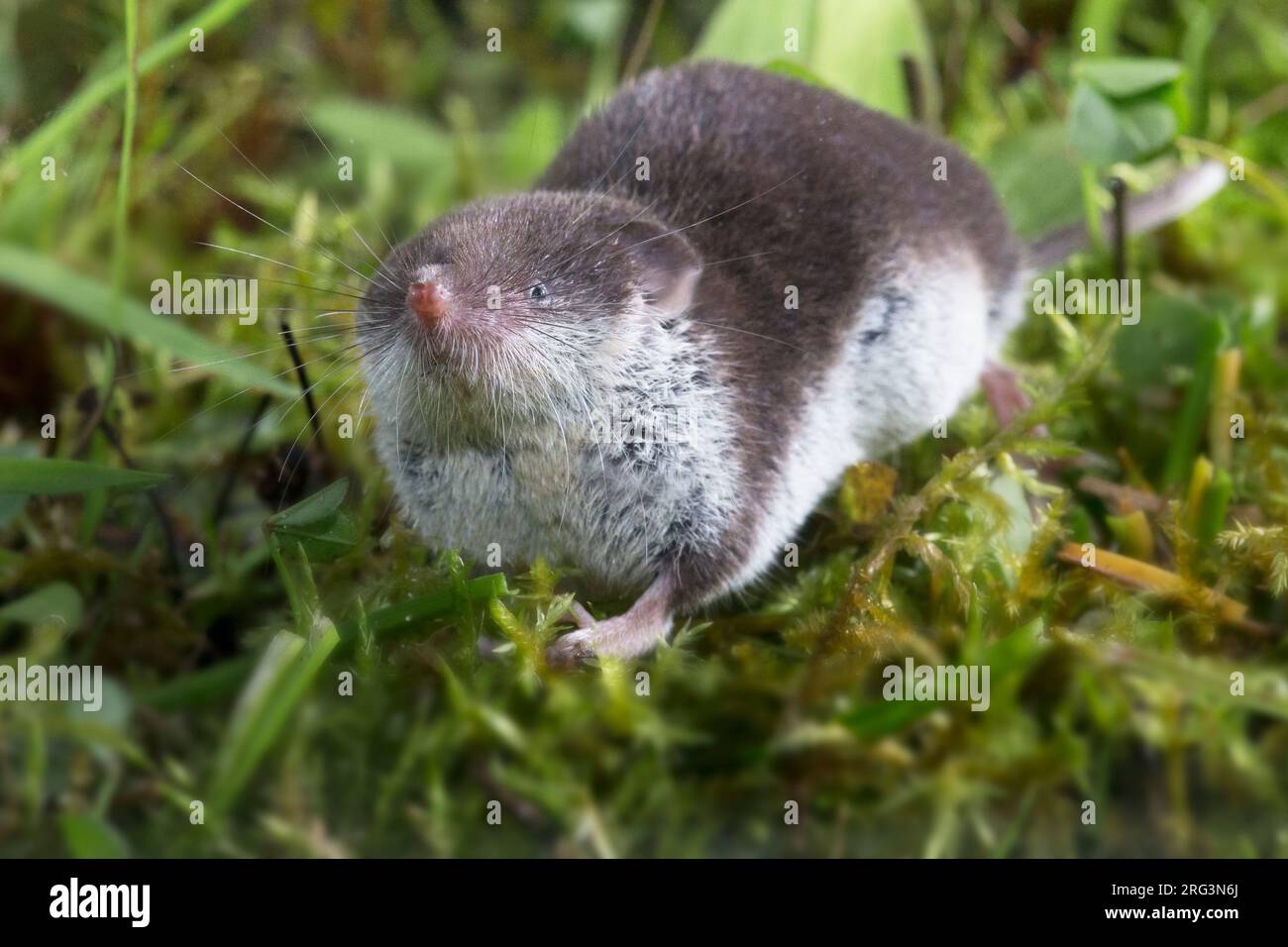 Bicolored shrew crocidura leucodon hi-res stock photography and images ...