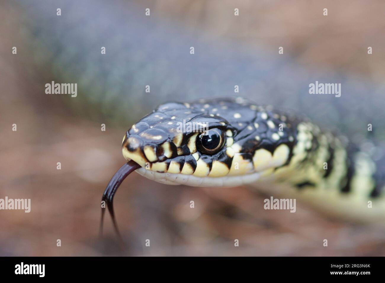 Western Whip Snake (Hierophis viridiflavus) taken the 17/06/2021 at ...