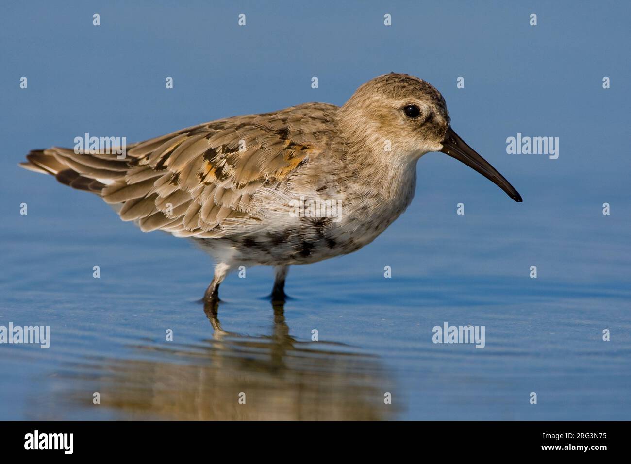 Bonte Strandloper; Dunlin Stock Photo - Alamy