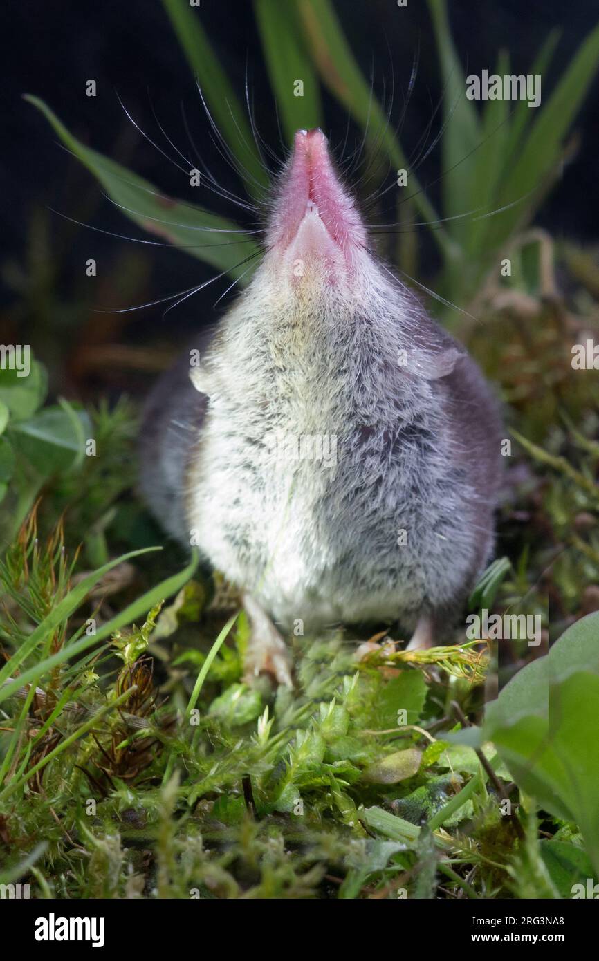 Bicolored White toothed Shrew foraging Stock Photo - Alamy
