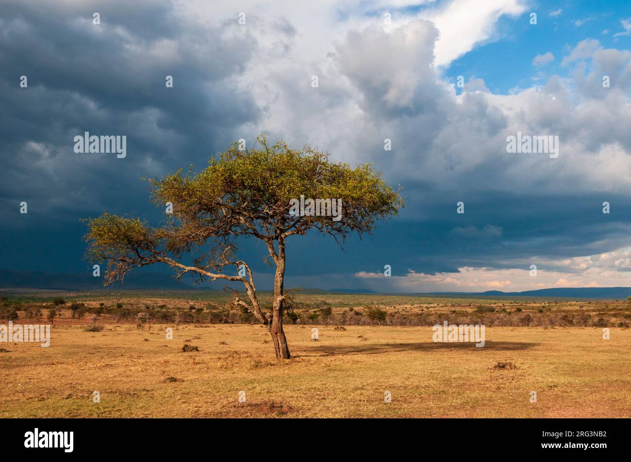 Heavy storm clouds over an acacia tree on the savanna. Masai Mara ...