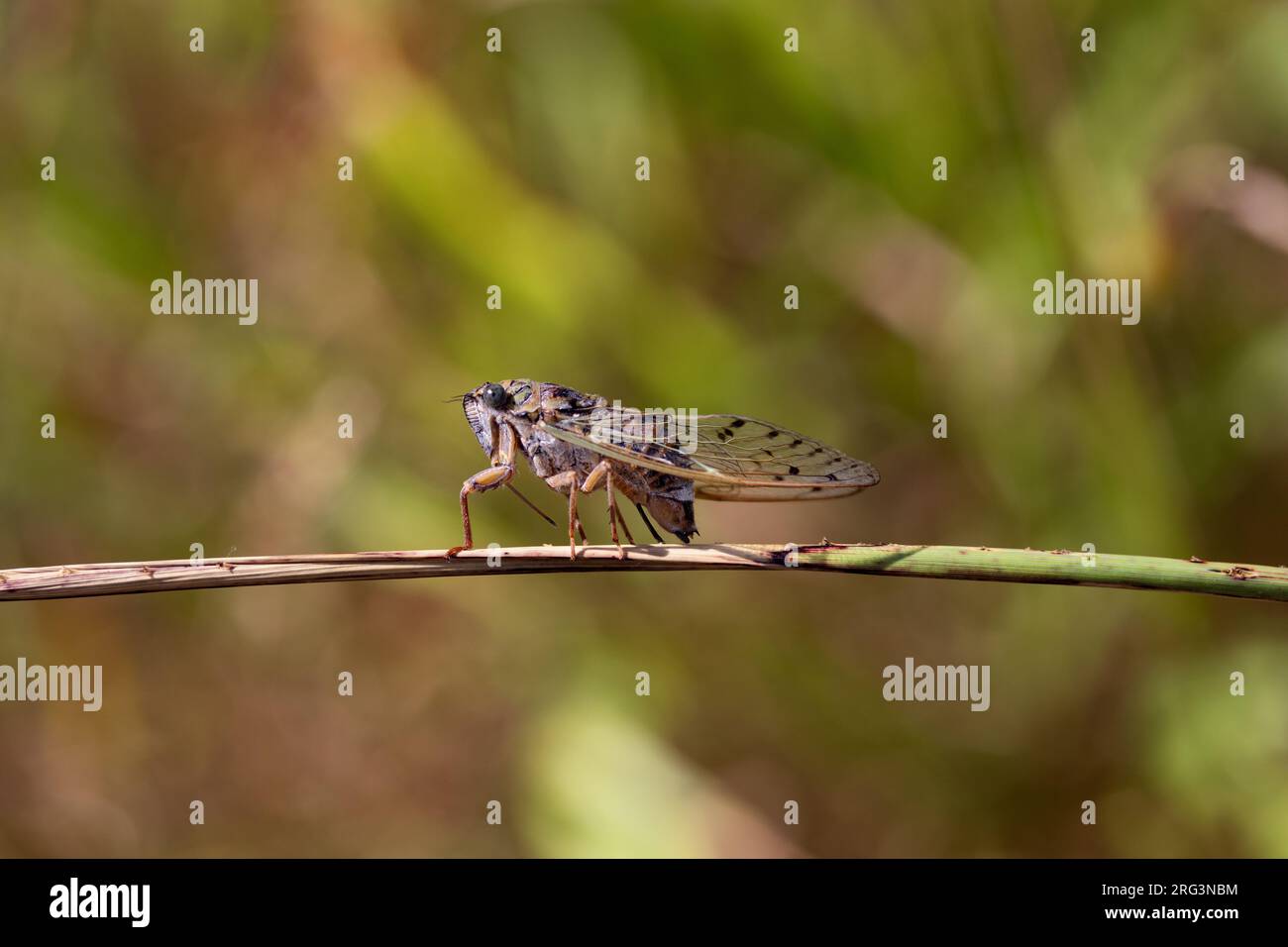 Cicada abdomen hi-res stock photography and images - Alamy