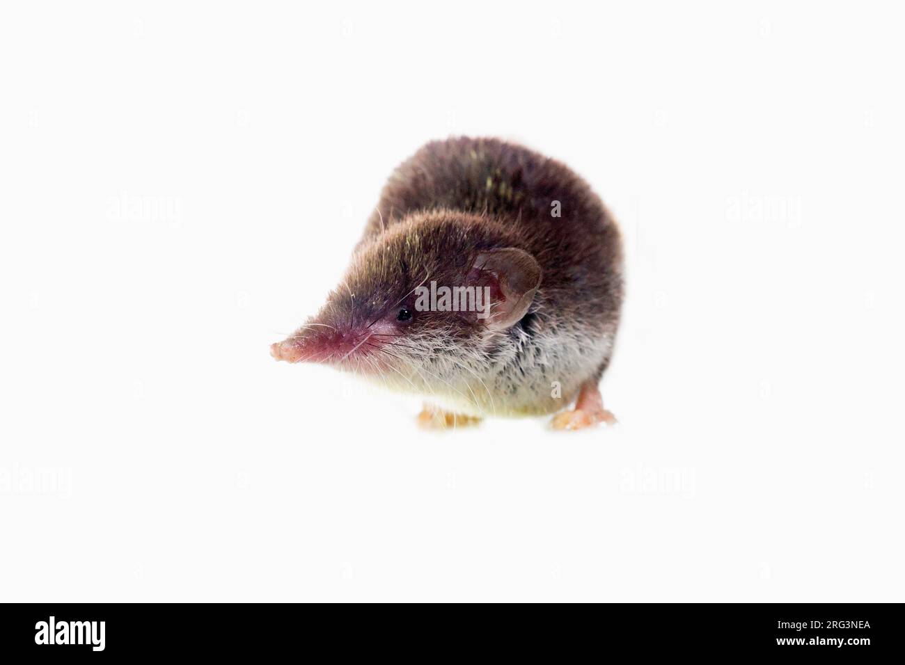 Bicolored shrew crocidura leucodon Cut Out Stock Images & Pictures - Alamy
