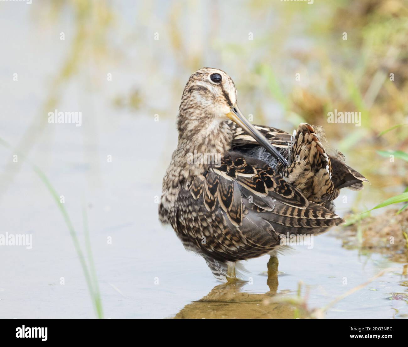 Preening Pin-tailed Snipe (Gallinago stenura) in Okinawa, Japan Stock ...