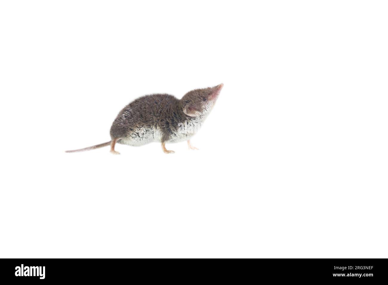 Bicolored shrew crocidura leucodon Cut Out Stock Images & Pictures - Alamy