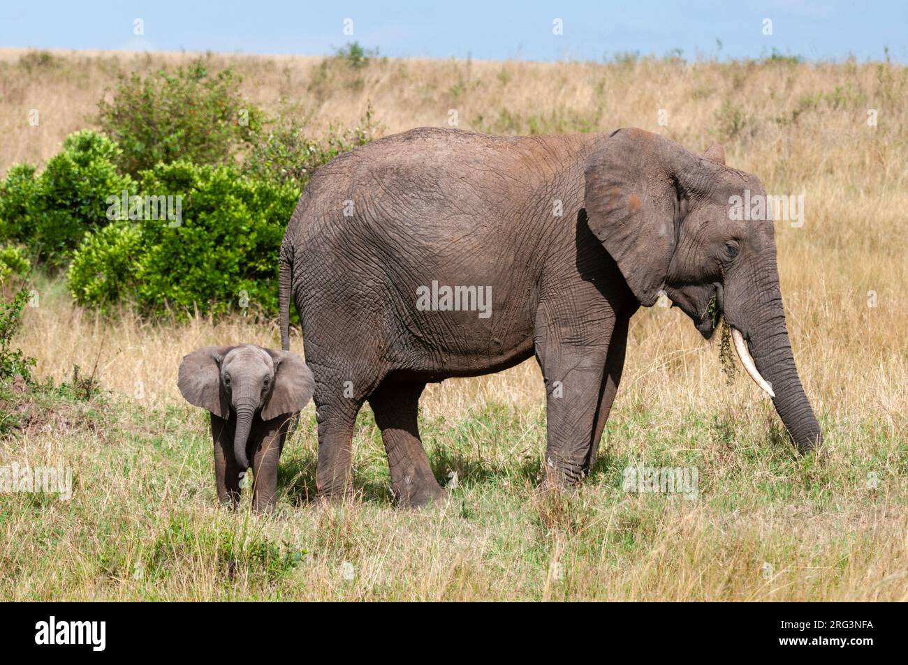 An African elephant calf, Loxodonta africana, watches the photographer ...