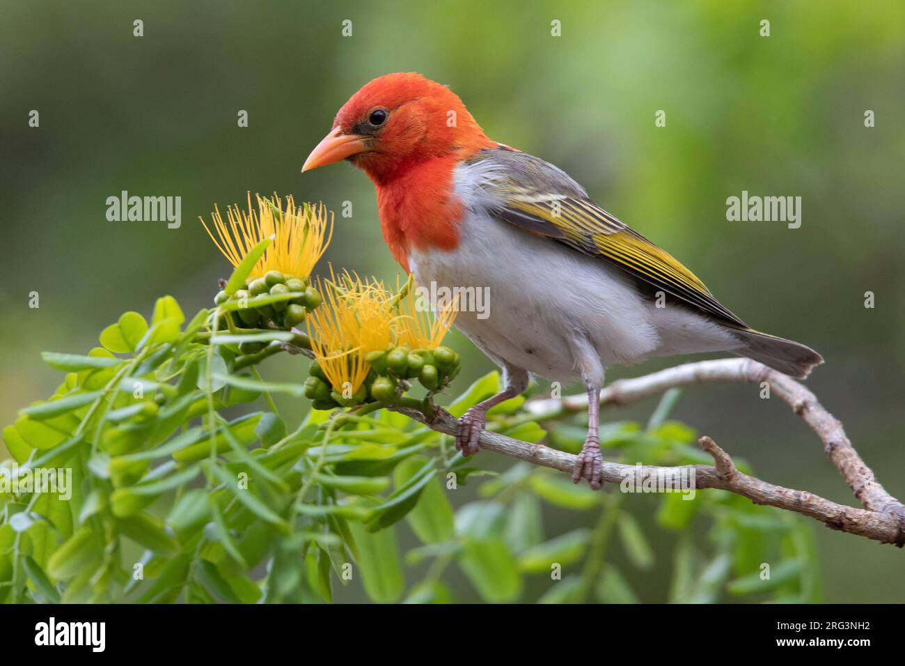 Red headed weaver hi-res stock photography and images - Alamy