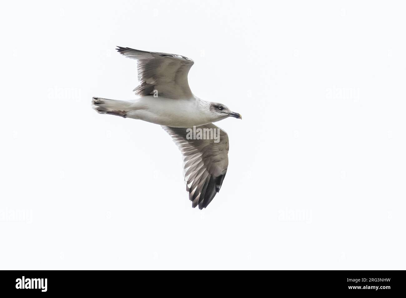 Atlantis ocean Cut Out Stock Images & Pictures - Alamy