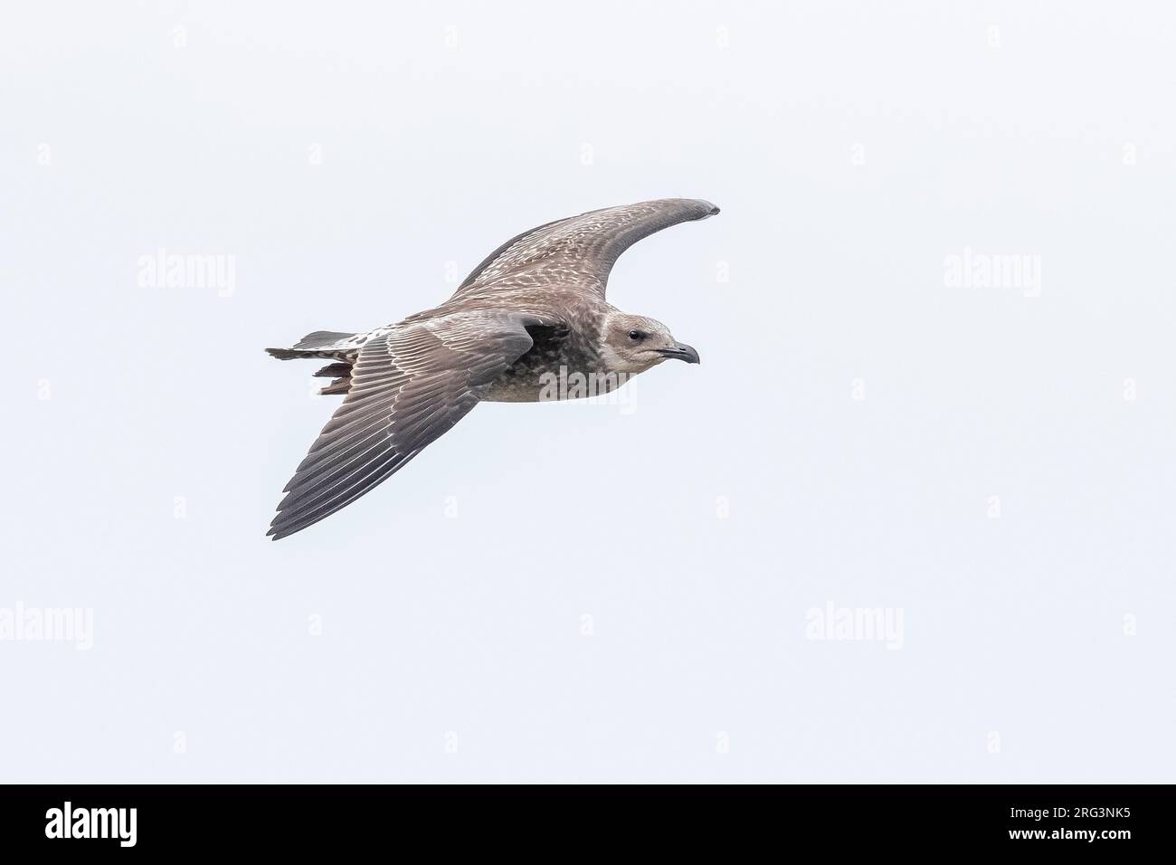 First winter Azores Yellow-legged Gull (Larus michahellis atlantis) aka ...