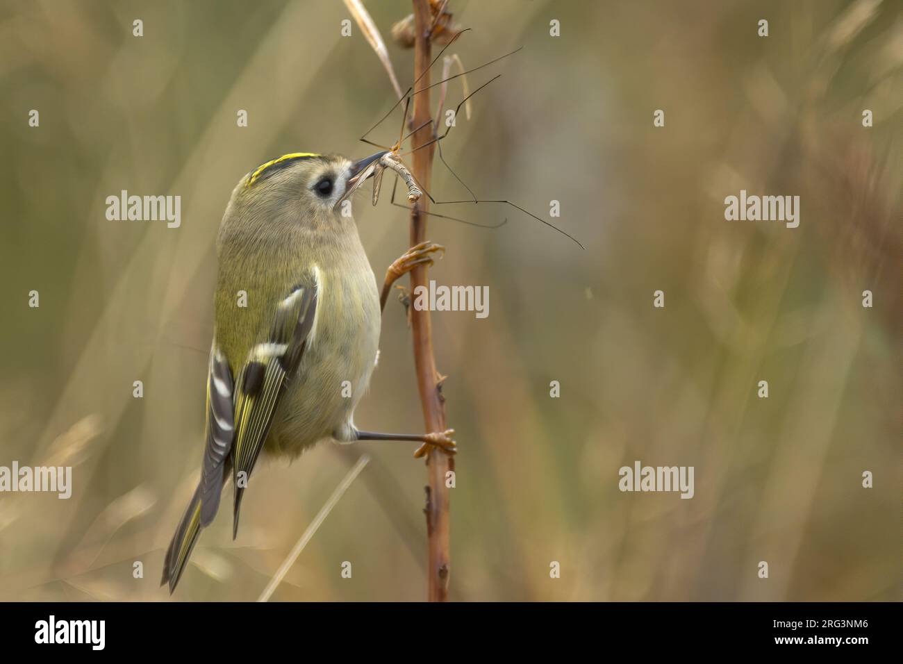 Goldcrest (Regulus regulus) with a large crane fly in its beak, Finland ...