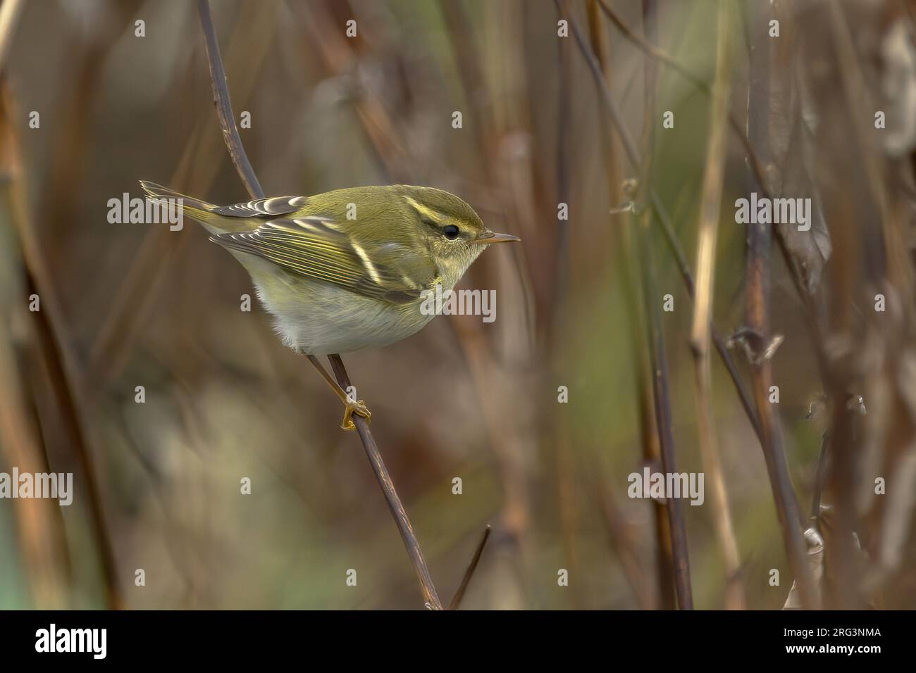 Yellow Browed Warbler
