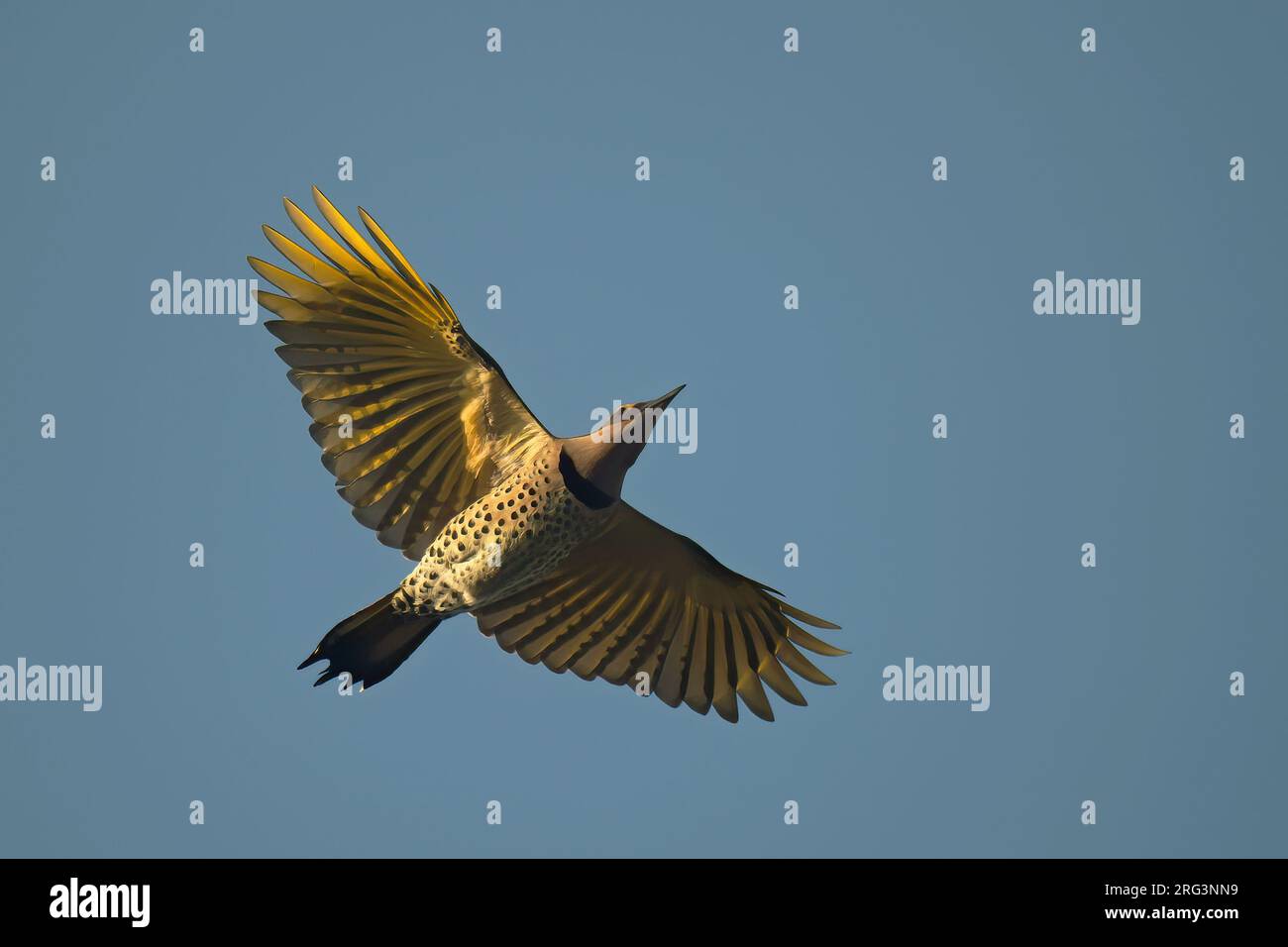 Female Yellow-shafted Northern Flicker (Colaptes auratus luteus) in ...