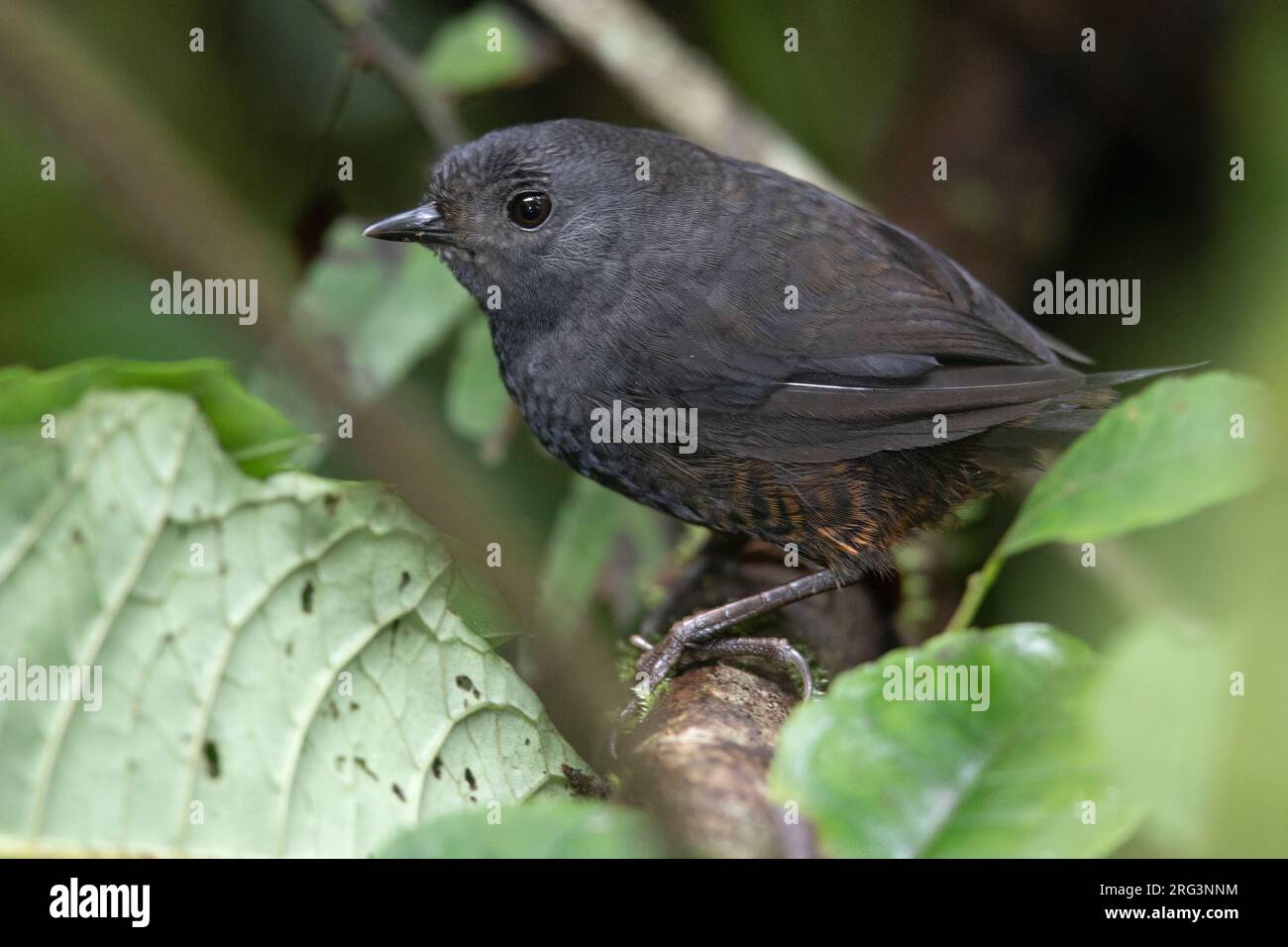 Narino Tapaculo (Scytalopus vicinior) at ProAves Tangaras Reserve, El ...