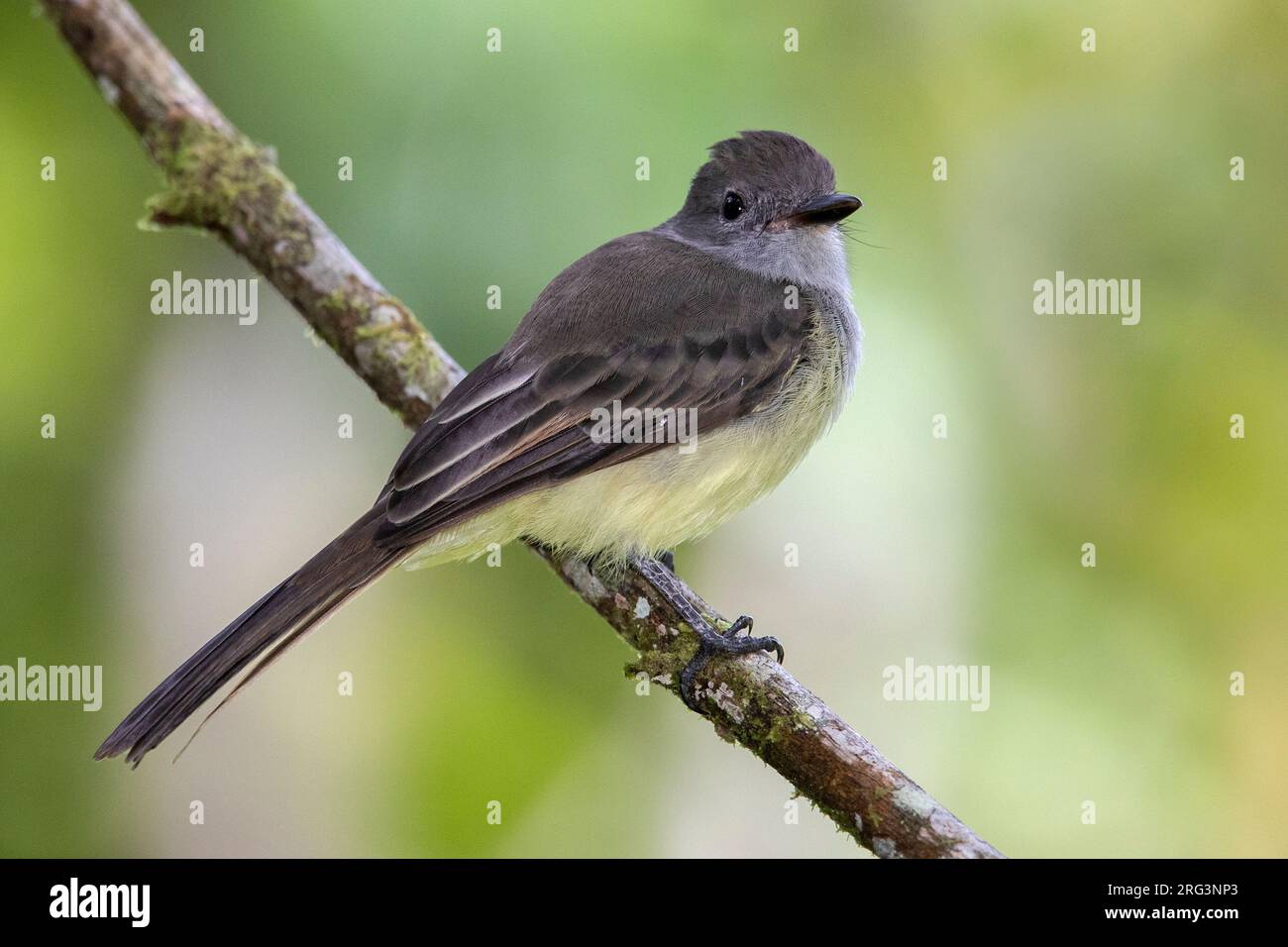 Panamanian Flycatcher (Myiarchus panamensis panamensis) at Zafra ...