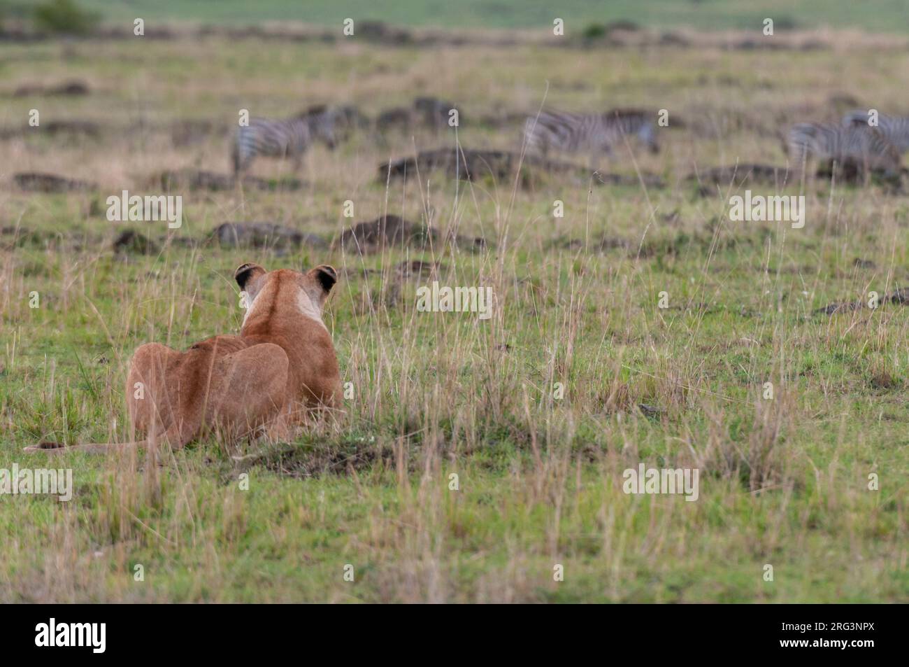 A lioness, Panthera leo, hiding and ready to charge common zebras ...