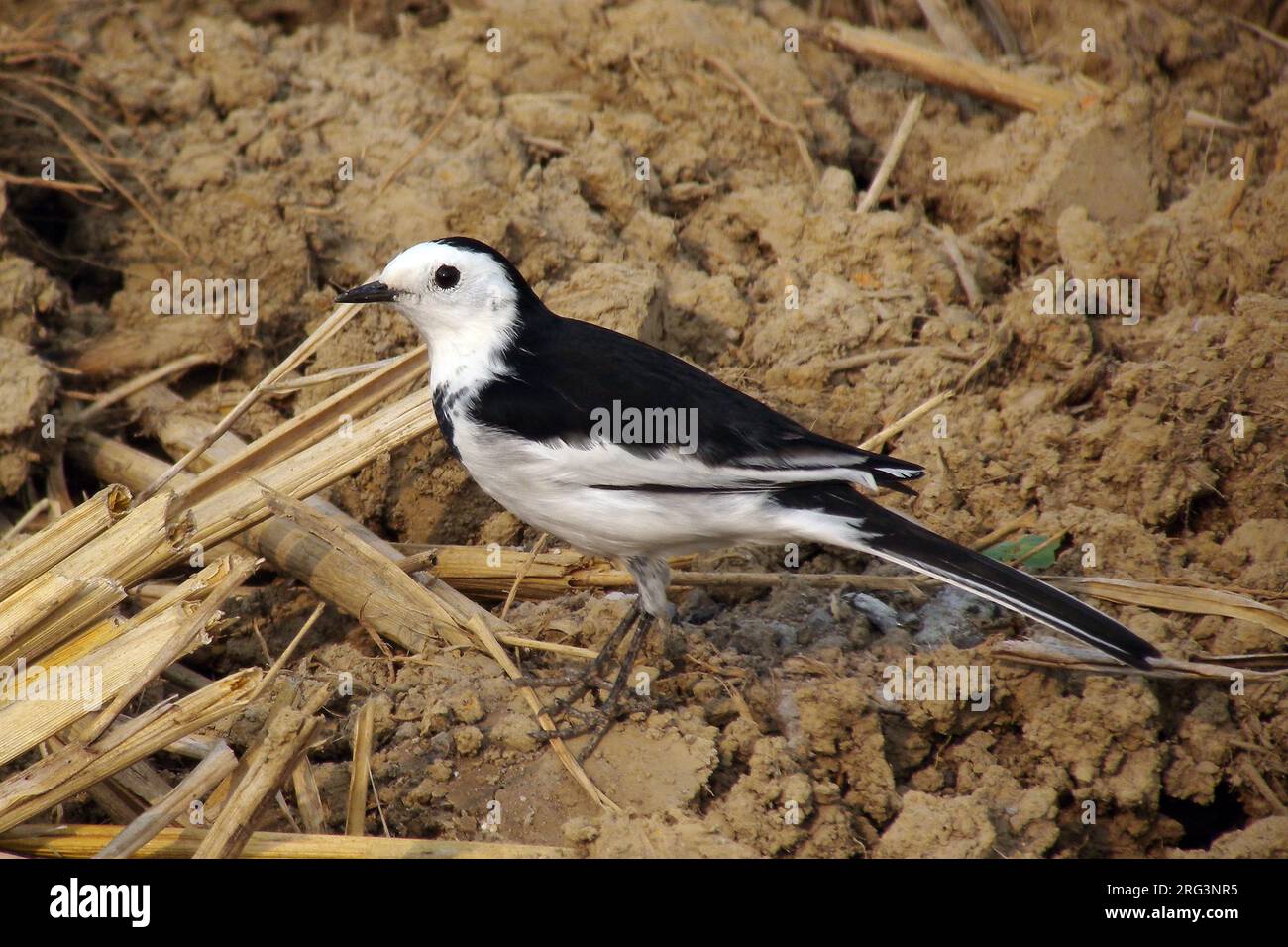 Amur Wagtail (Motacilla leucopsis) in China Stock Photo - Alamy