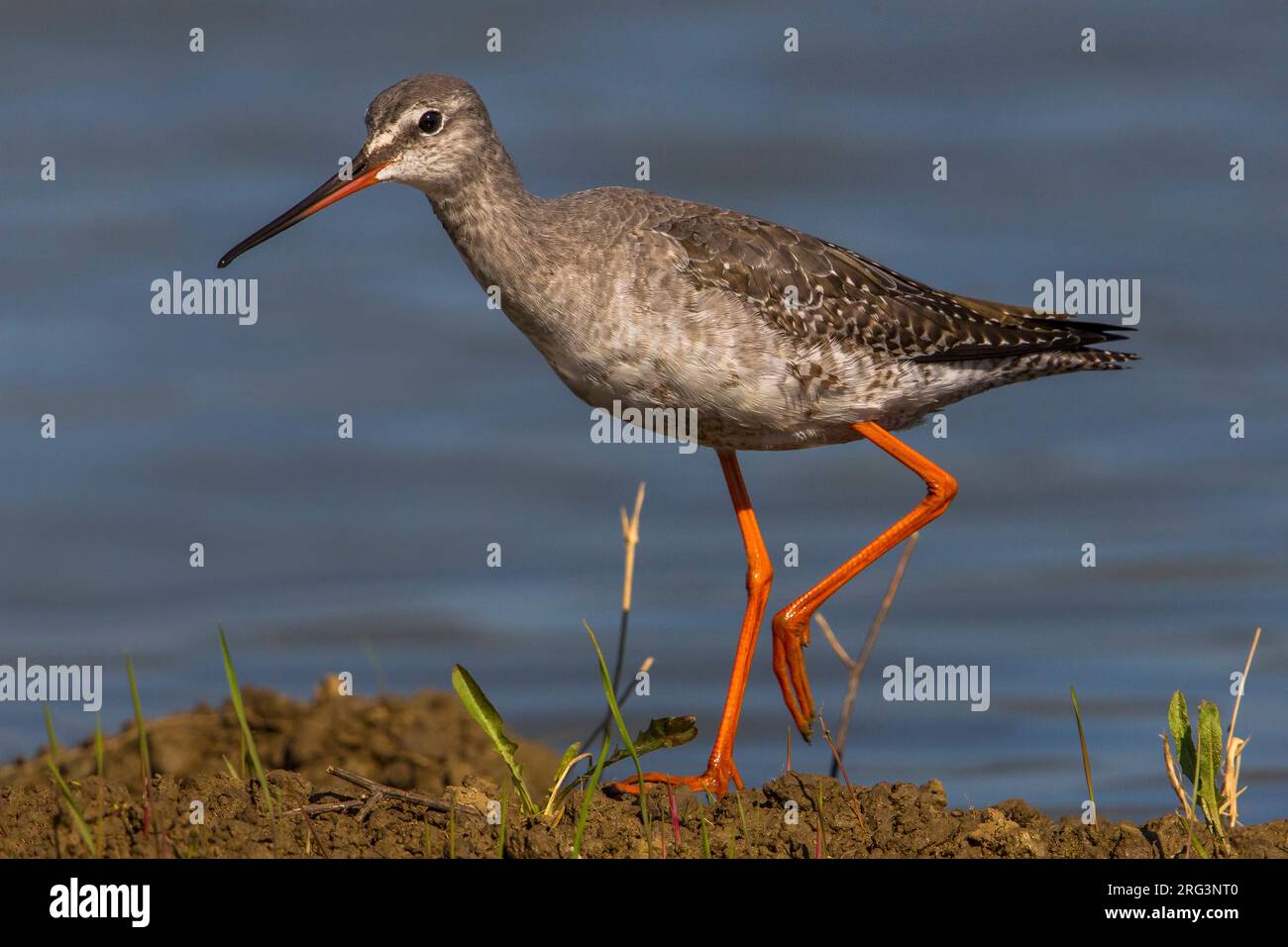 Zwarte ruiter hi-res stock photography and images - Alamy
