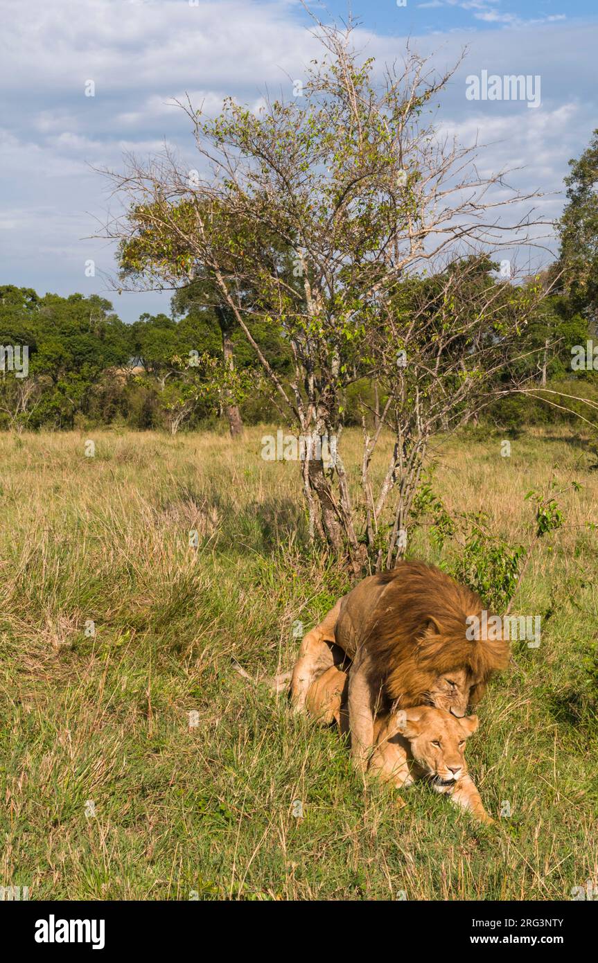Reproduction of lions hi-res stock photography and images - Alamy
