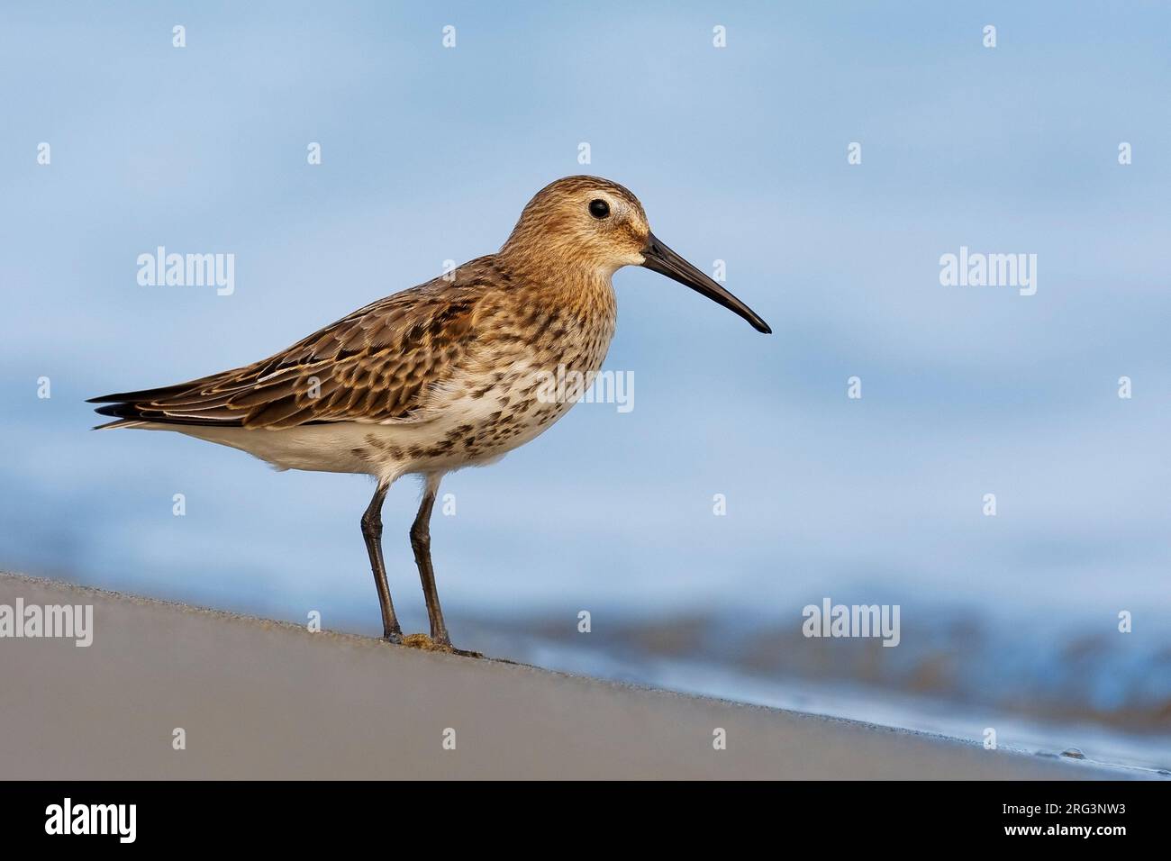 Bonte Strandloper; Dunlin Stock Photo - Alamy