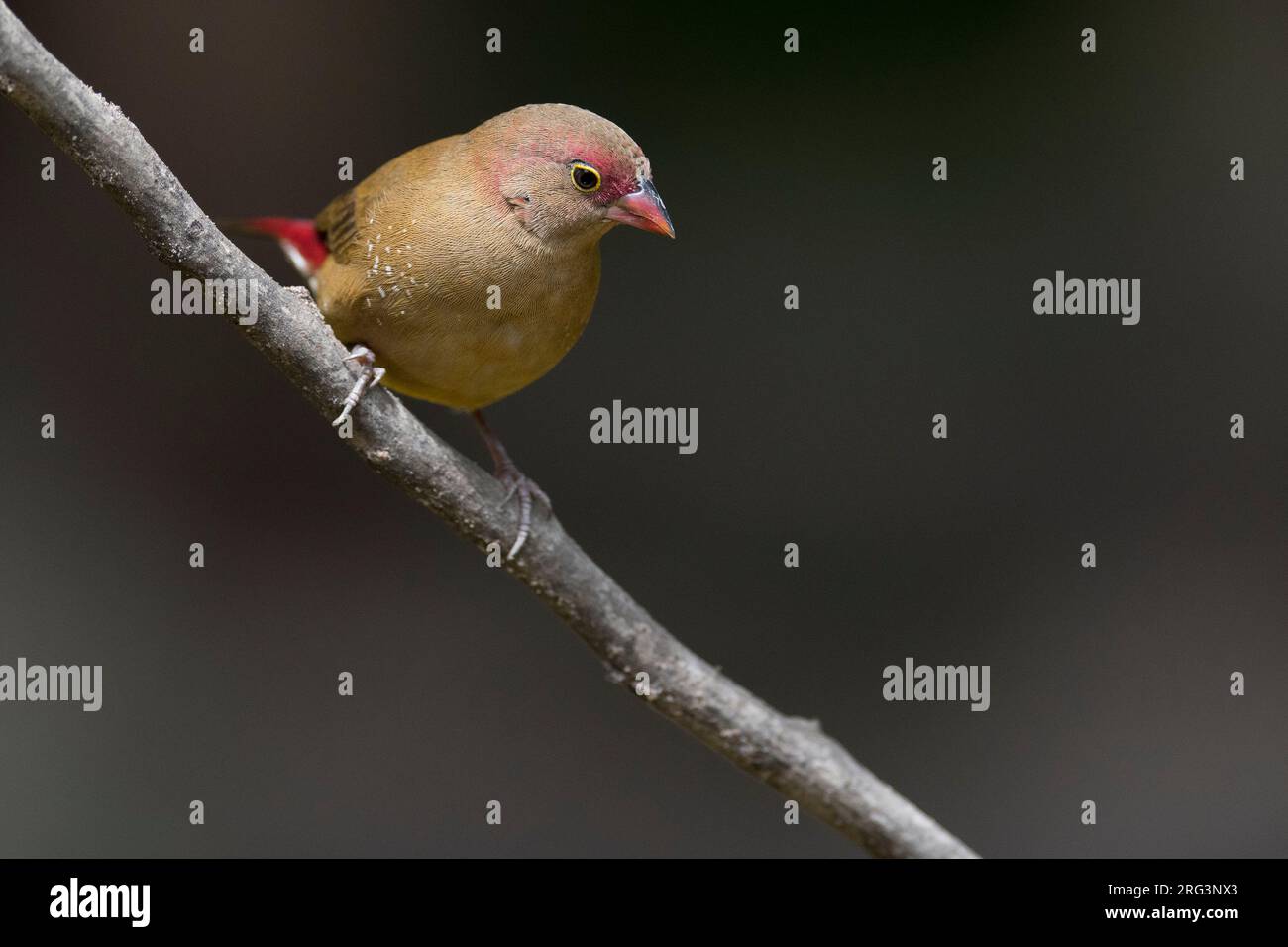 Female red billed firefinch hi-res stock photography and images - Alamy
