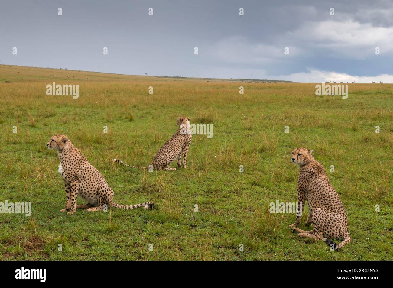 Three cheetah brothers, Acinonyx jubatus, on the Masai Mara plains ...