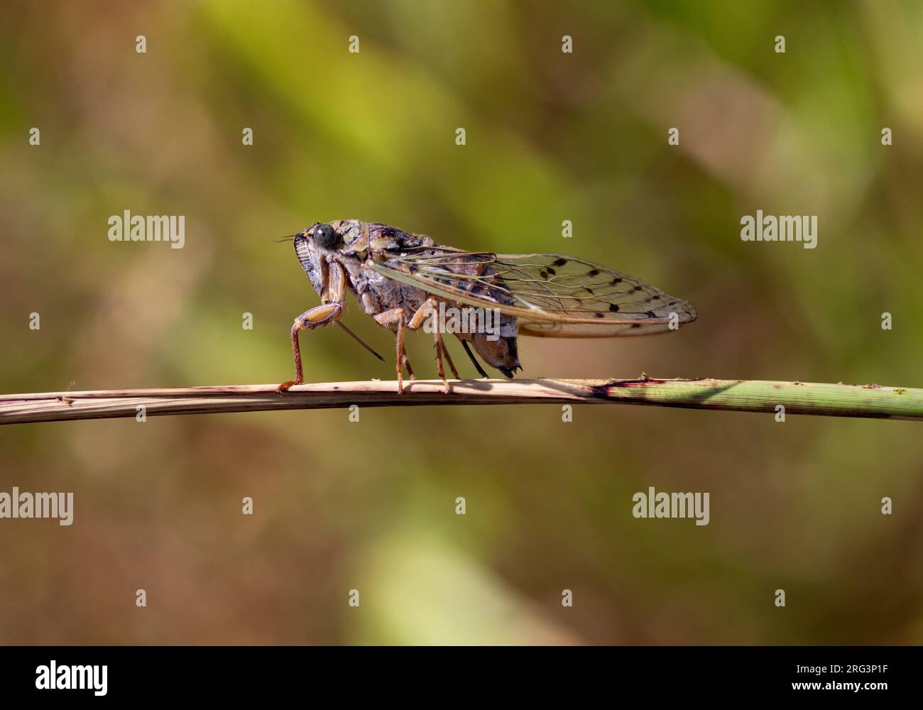 Cicada abdomen hi-res stock photography and images - Alamy