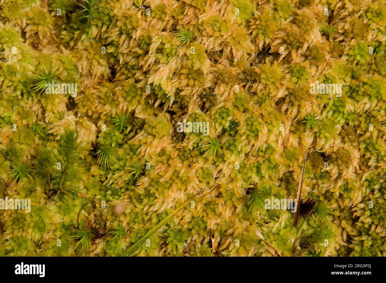 Caldeira azoren hi-res stock photography and images - Alamy