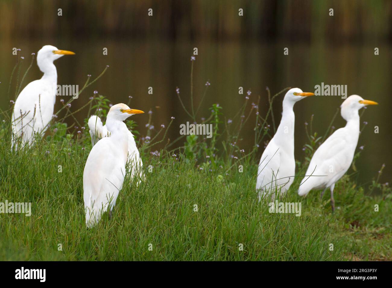 Groep Koereigers; Group of Cattle Egrets Stock Photo - Alamy