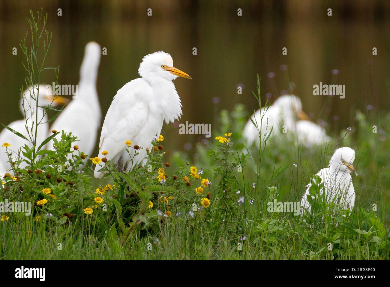 Groep Koereigers; Group of Cattle Egrets Stock Photo - Alamy