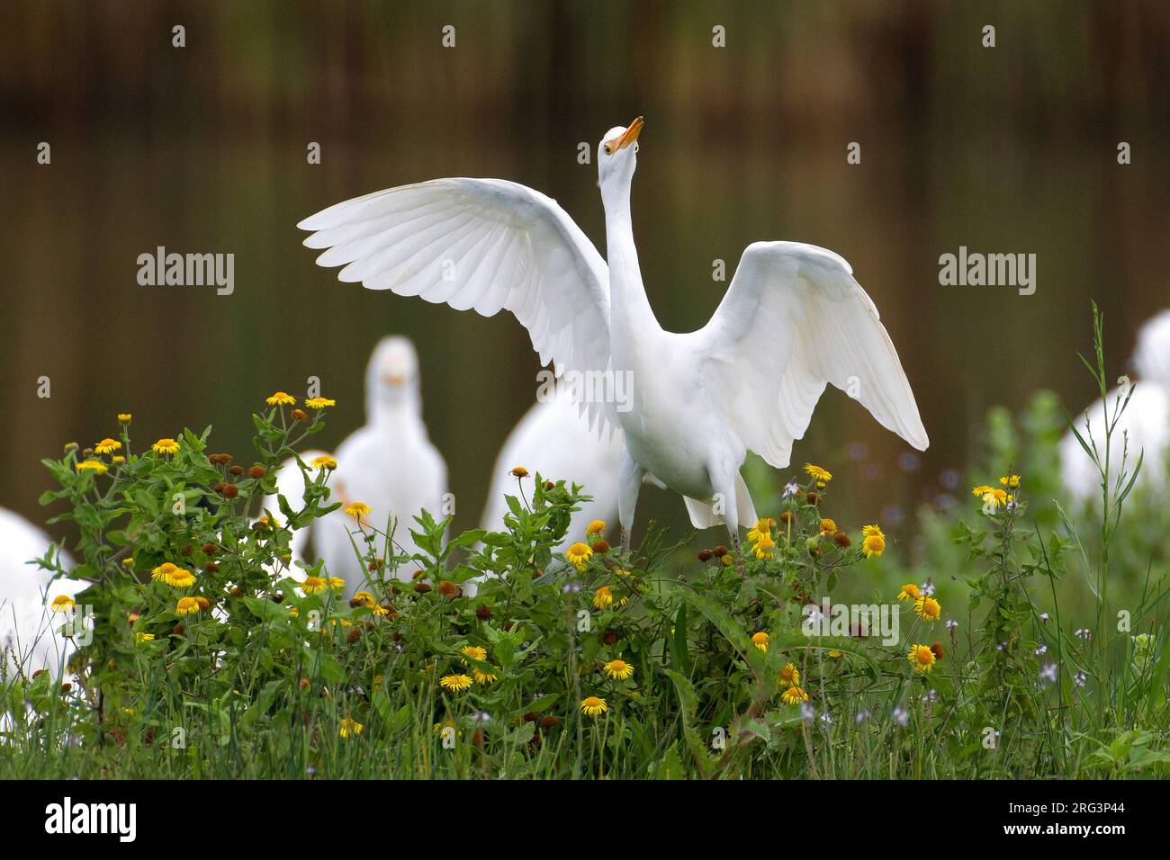 Group of egrets hi-res stock photography and images - Alamy