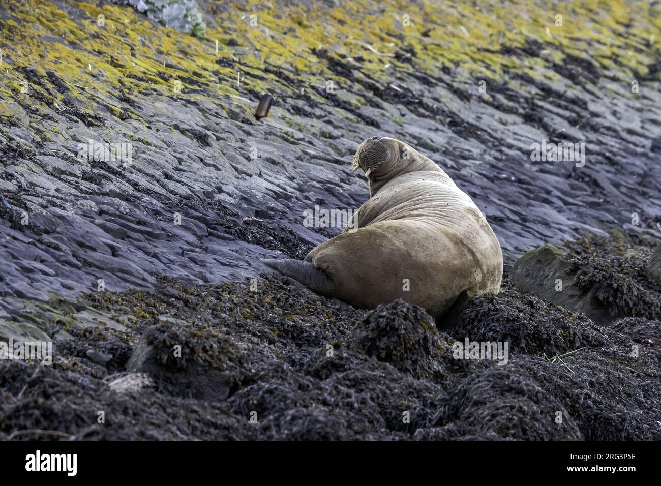 Young female WAtlantic Walrus (Odobenus rosmarus rosmarus) lingered in ...
