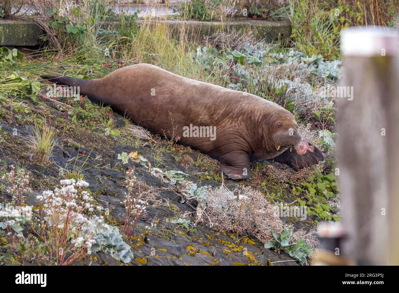 Female walrus hi-res stock photography and images - Alamy