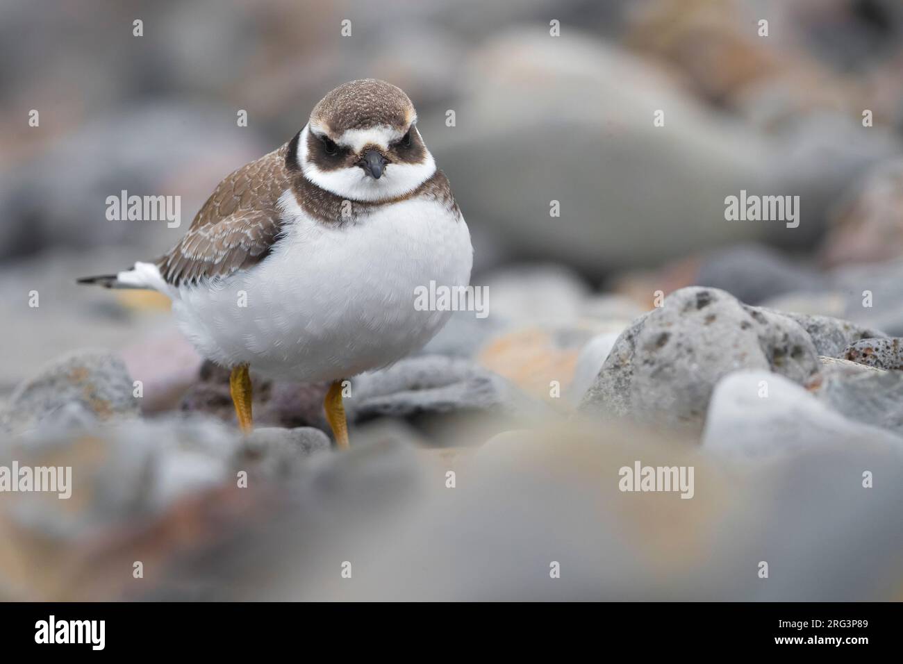 Common Ringed Plover (Charadrius hiaticula) adult winter perched Stock ...