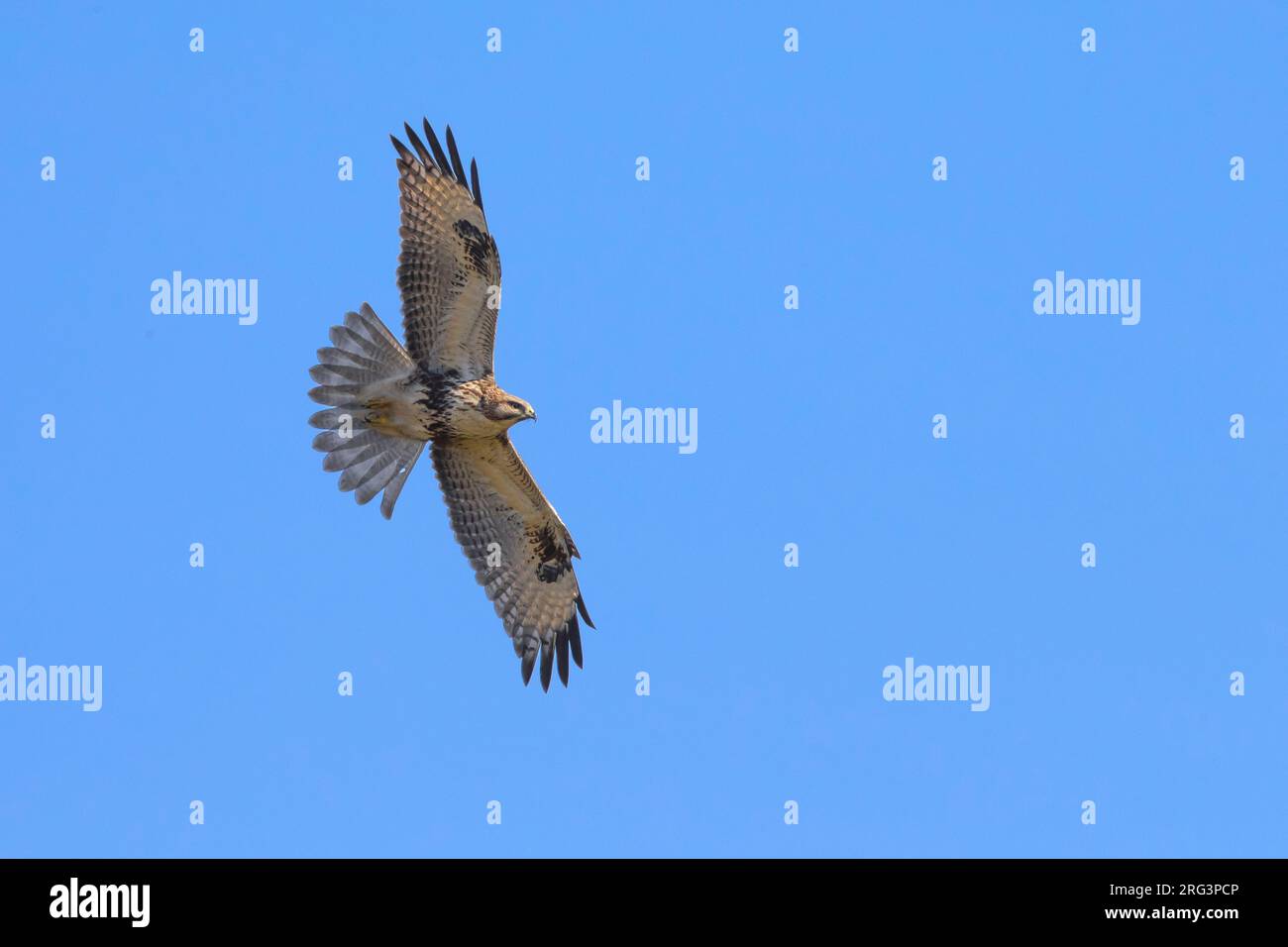 Japanse Buizerd in vlucht; Eastern Buzzard in flight Stock Photo - Alamy